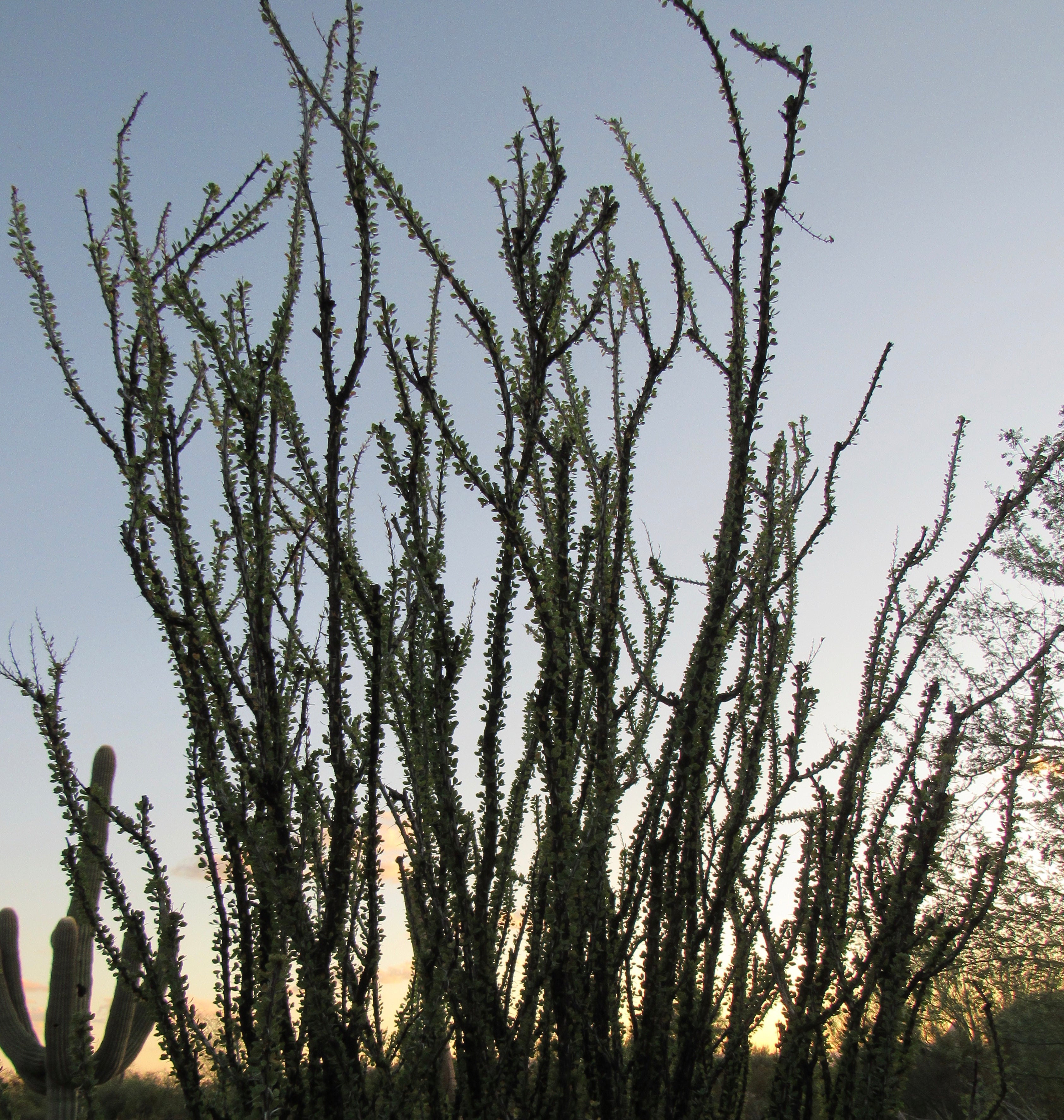 Ocotillo Medicine: The Mover and Shaker – My Herbal Box